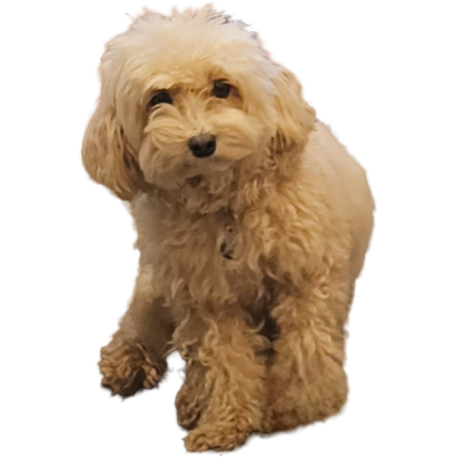 Sticker Maker - Nelly