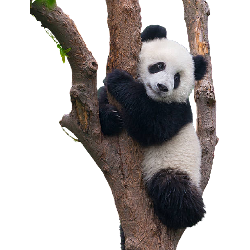 Sticker Maker - panda@pamda