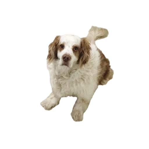 Sticker Maker - Perrito