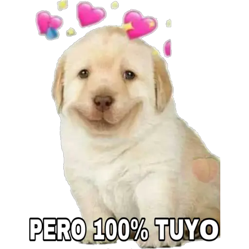 Sticker Maker - Perrito Sad 1