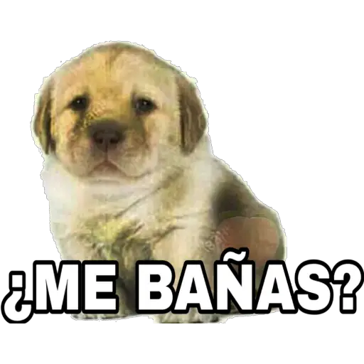 Sticker Maker - Perrito Sad 3