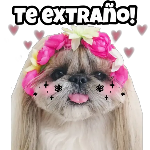 Sticker Maker - perrito ? ShihTzu