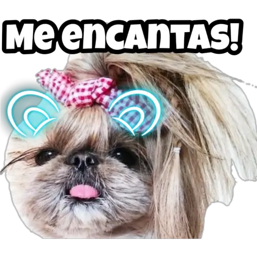 Sticker Maker - perrito ? ShihTzu