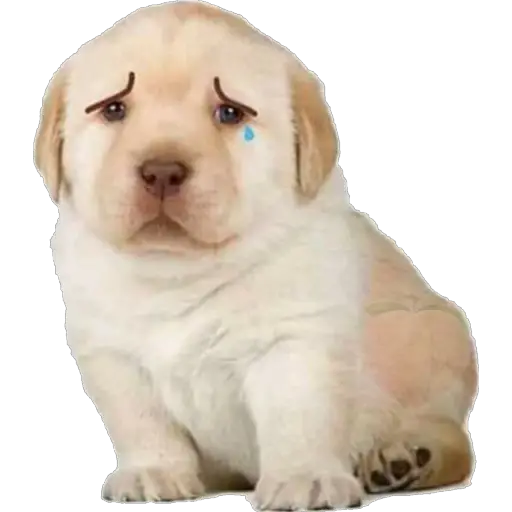 Sticker Maker - Perrito Triste 2