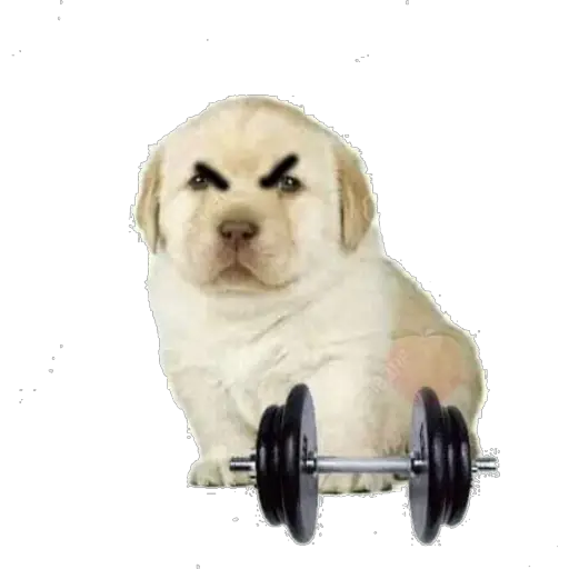 Sticker Maker - Perrito Triste 2