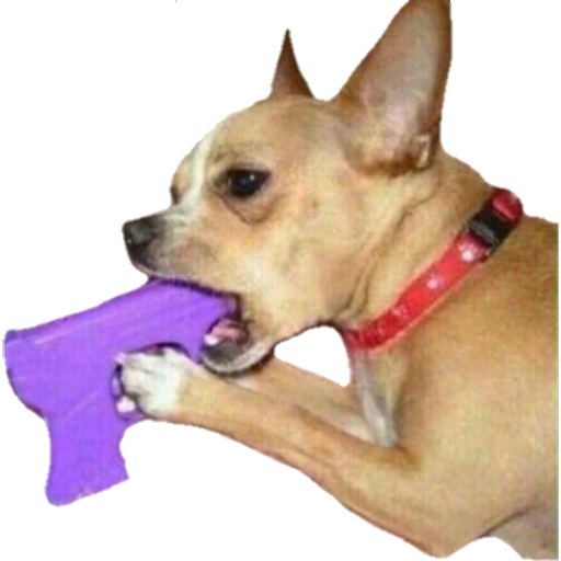 Sticker Maker - Perritos