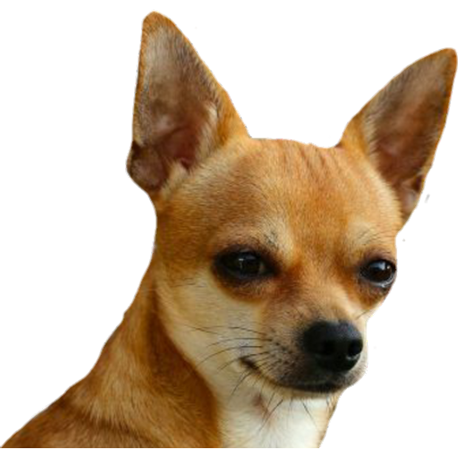 Sticker Maker - Perritos