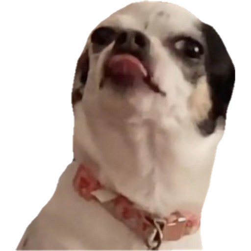 Sticker Maker - Perritos