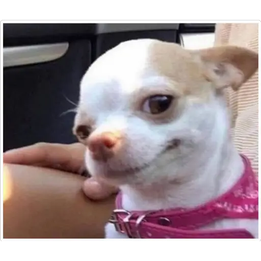 Sticker Maker - Perritos