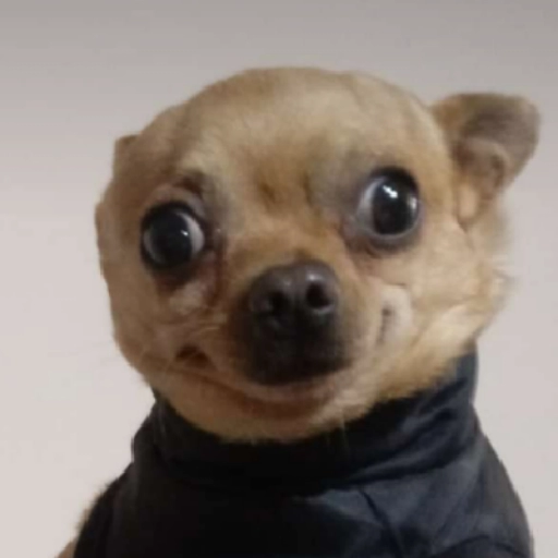 Sticker Maker - Perritos