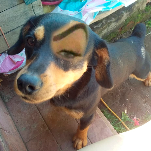 Sticker Maker - Perros :0