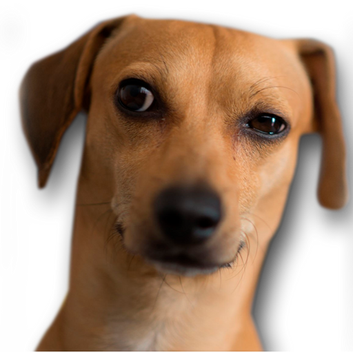 Sticker Maker - Perros :0