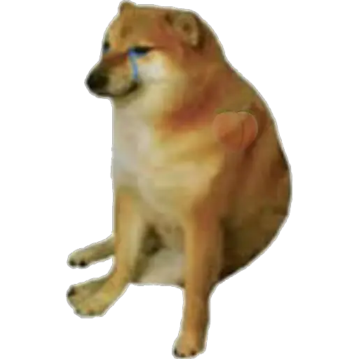 Sticker Maker - Perros Memes