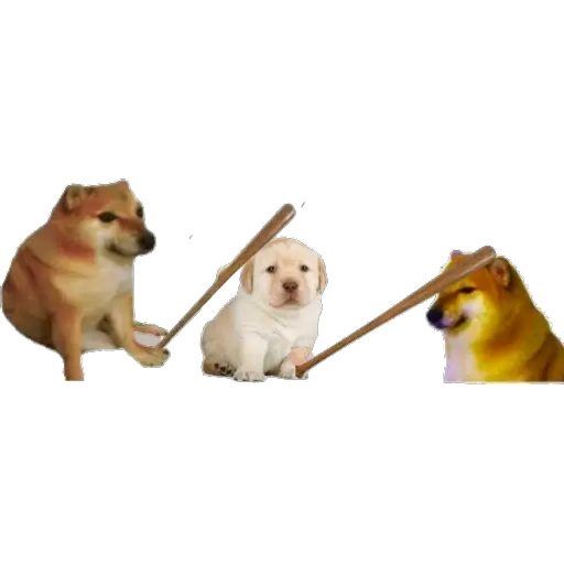 Sticker Maker - Perros Memes
