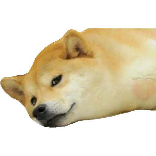 Sticker Maker - Perros Memes