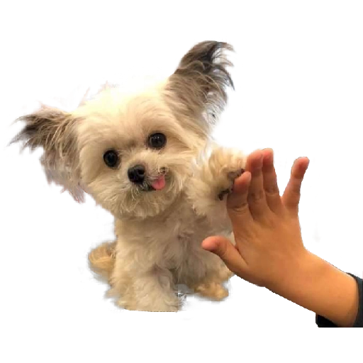 Sticker Maker - Perros