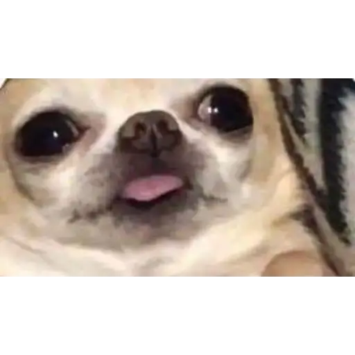 Sticker Maker - Perros