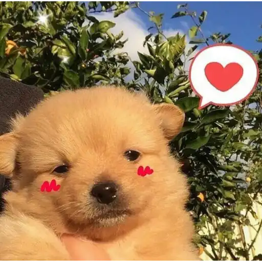 Sticker Maker - Perros