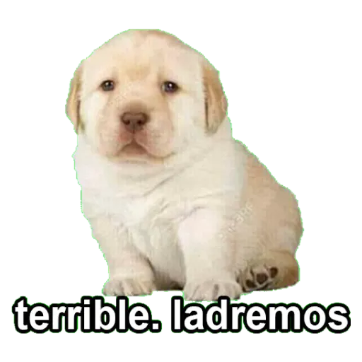 Sticker Maker - Perros