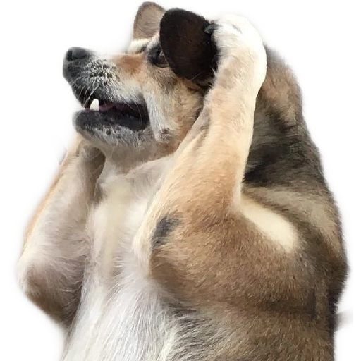 Sticker Maker - Perros