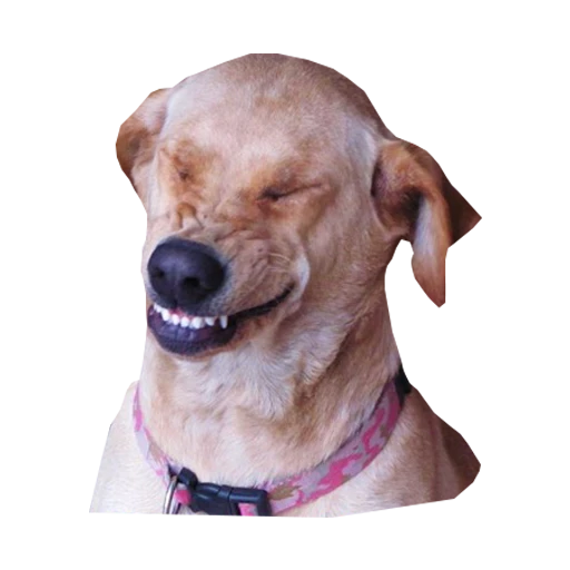 Sticker Maker - Perros