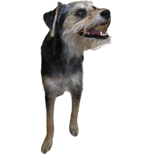 Sticker Maker - Pitus