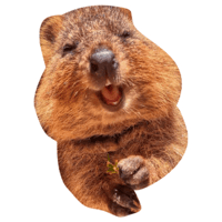 Sticker Maker - Quokkas, los Animales Más Felices del Mundo Sticker Maker - Quokkas, los Animales Más Felices del Mundo