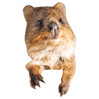 Sticker Maker - Quokkas, los Animales Más Felices del Mundo Sticker Maker - Quokkas, los Animales Más Felices del Mundo