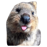Sticker Maker - Quokkas, los Animales Más Felices del Mundo Sticker Maker - Quokkas, los Animales Más Felices del Mundo