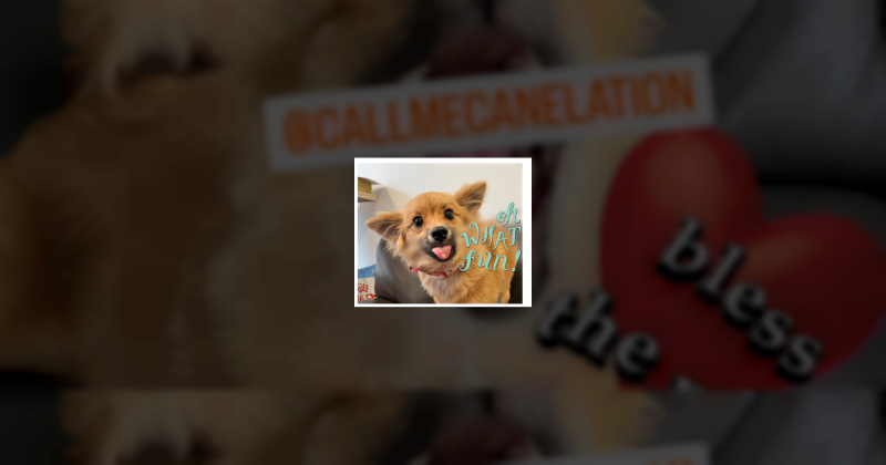 Sticker Maker - Rajita de canela