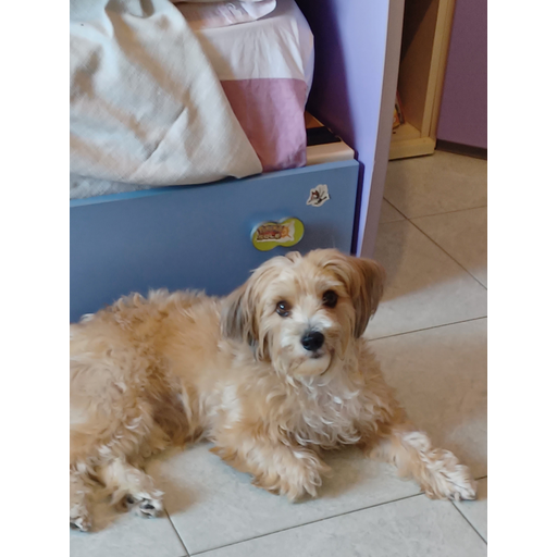 Sticker Maker - RANDOM