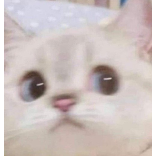 Sticker Maker - Random Cat Meme V1