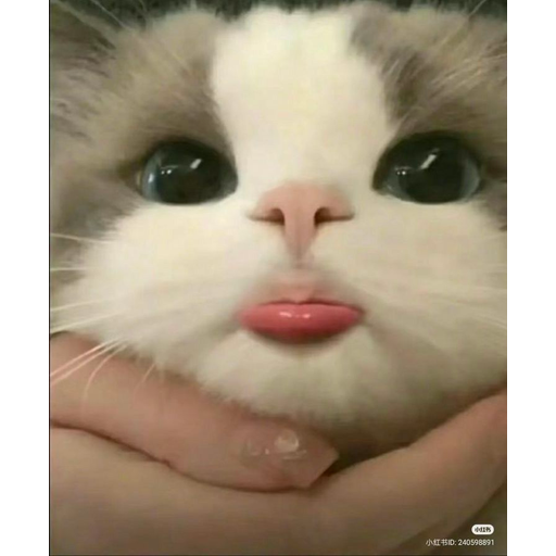 Sticker Maker - Random Cat Meme V1