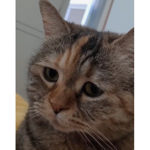 Sticker Maker - Random Cat Meme V1