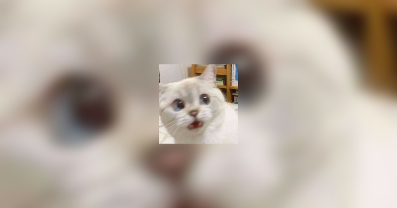 Sticker Maker - Random Cat Meme V1.2 (Enhance)