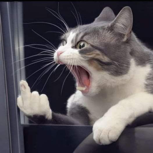 Sticker Maker - Random Cat Meme V1.2 (Enhance)