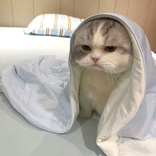Sticker Maker - Random Cat Meme V1.2 (Enhance)