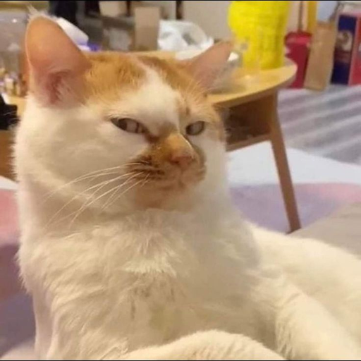 Sticker Maker - Random Cat Meme V1.2 (Enhance)