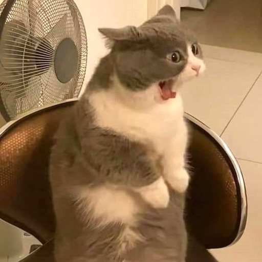 Sticker Maker - Random Cat Meme V1.2 (Enhance)