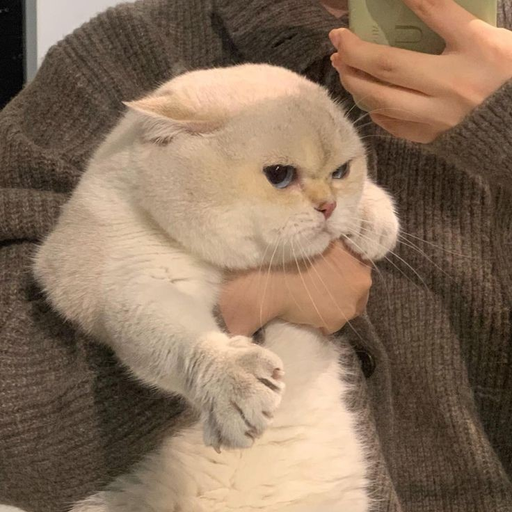 Sticker Maker - Random Cat Meme V1.2 (Enhance)