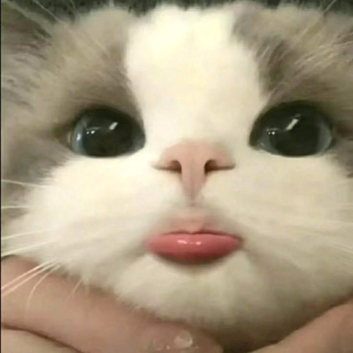 Sticker Maker - Random Cat Meme V1.2 (Enhance)