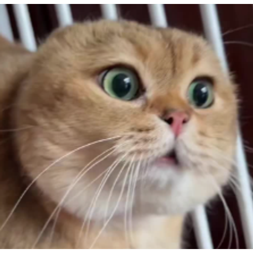 Sticker Maker - Random Cat Meme V1.2 (Enhance)