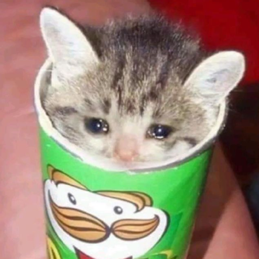 Sticker Maker - Random Cat Meme V1.2 (Enhance)