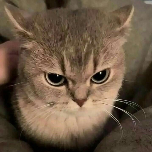 Sticker Maker - Random Cat Meme V1.2 (Enhance)