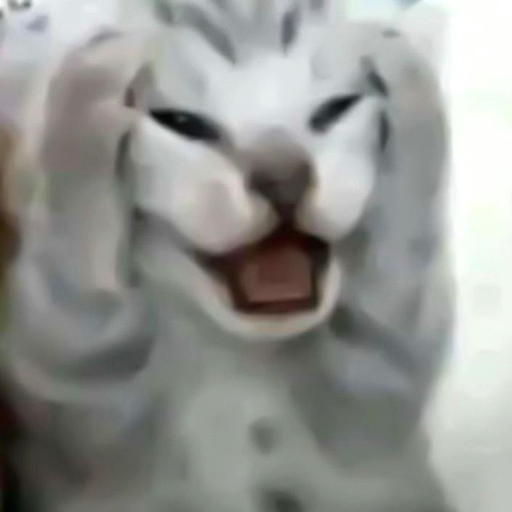 Sticker Maker - Random Cat Meme V1.2 (Enhance)