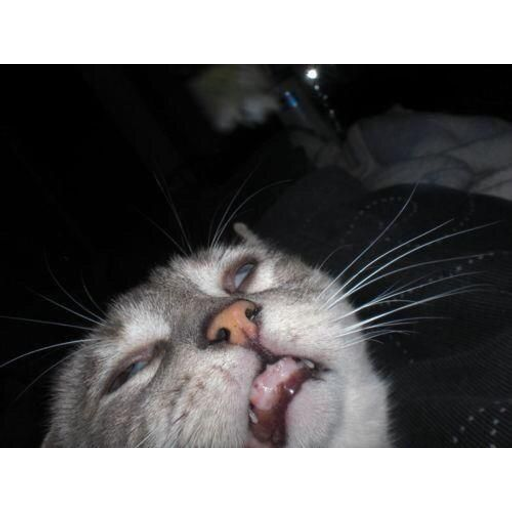 Sticker Maker - renewal