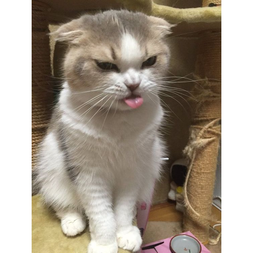 Sticker Maker - representando