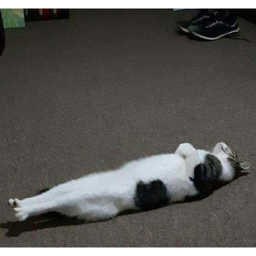 Sticker Maker - representando