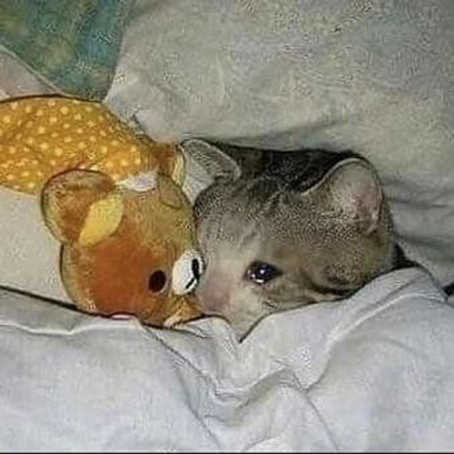 Sticker Maker - sad cat