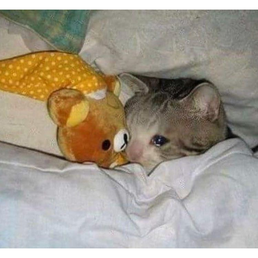 Sticker Maker - Sad Cats